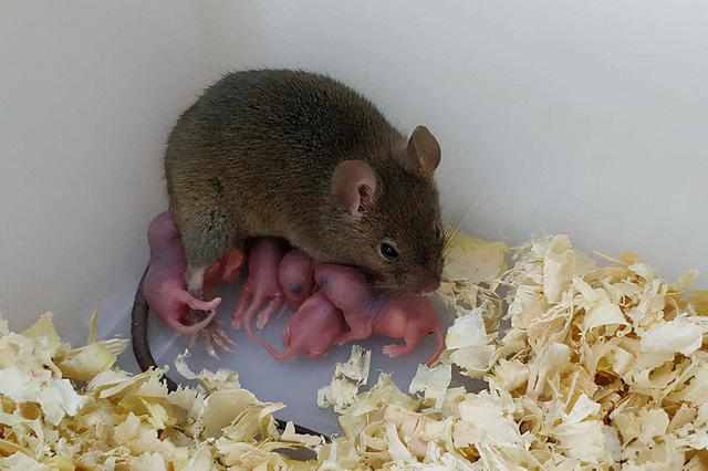 Mice with edited genes are able to reproduce without fertilization - iMedia