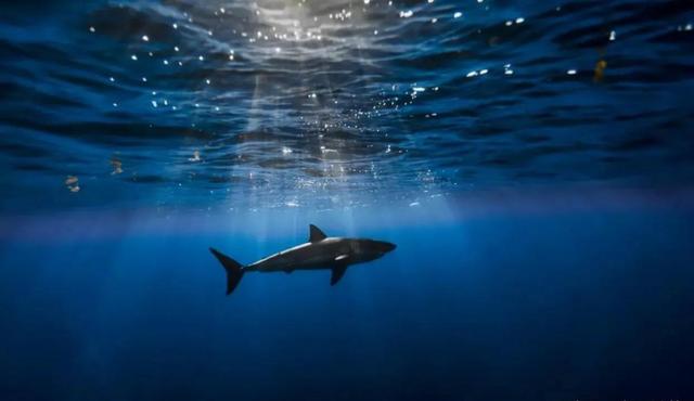 The deepest secrets of the ocean, what have humans discovered?Are there ...