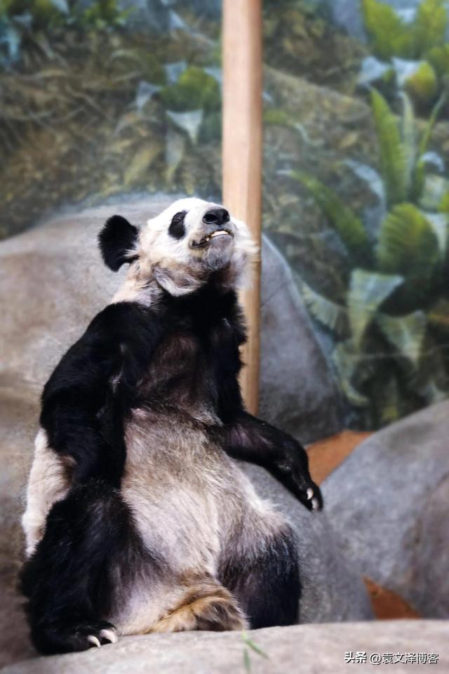 Giant Panda Yaya: Is it our destiny to be a "diplomatic gift"? - iMedia