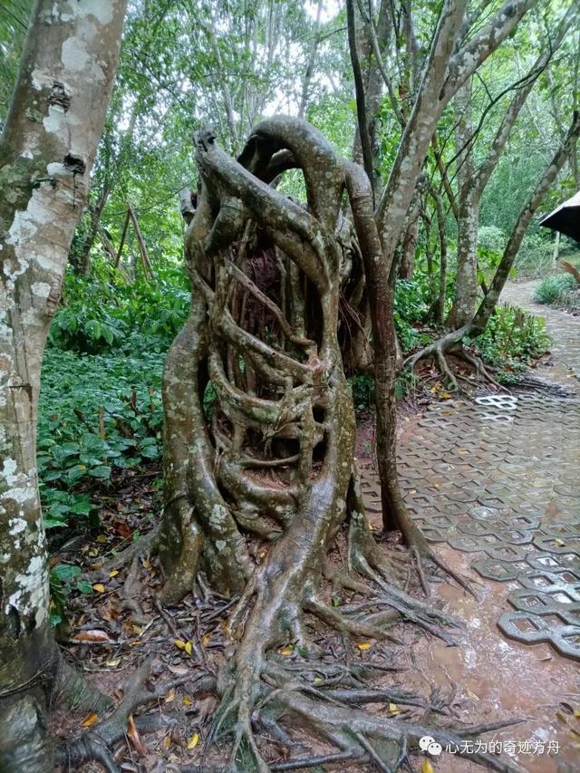 Little-known natural strangulation phenomenon - iMedia