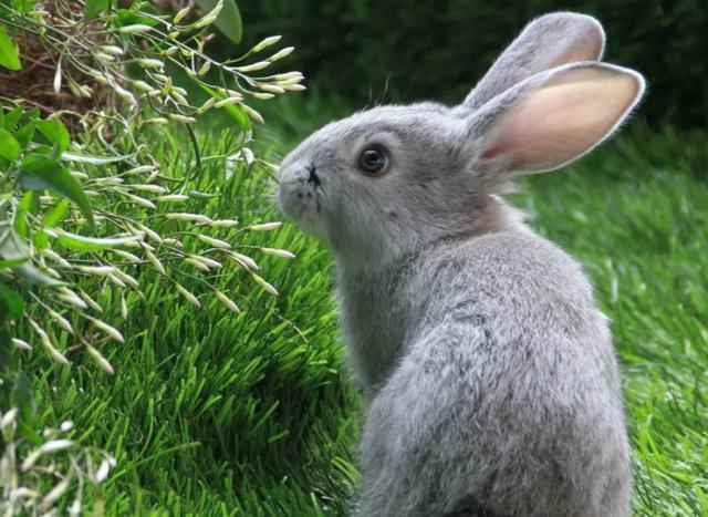Who should Rabbit people stay away from? - iMedia