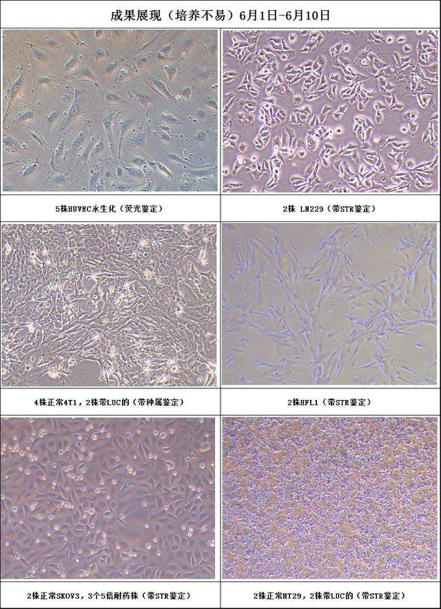 Isolation and culture of smooth muscle cells - iMedia