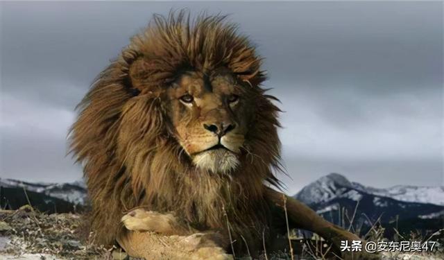 The smallest lion in the world - iMedia
