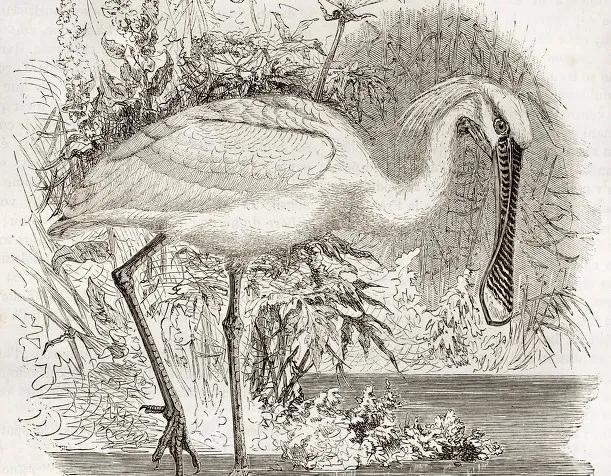 Huang Quan's "Sketch of Rare Birds from Life" - iMedia
