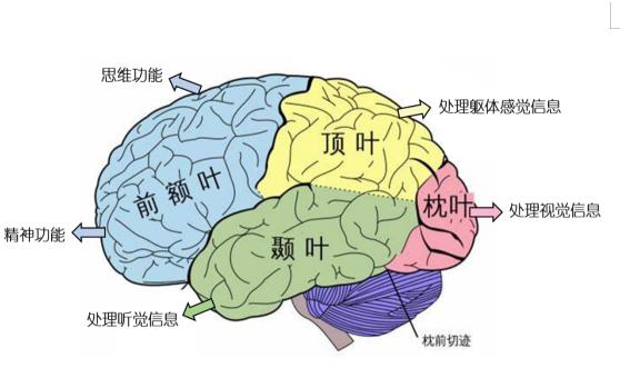 Why are humans smarter than animals - iMedia