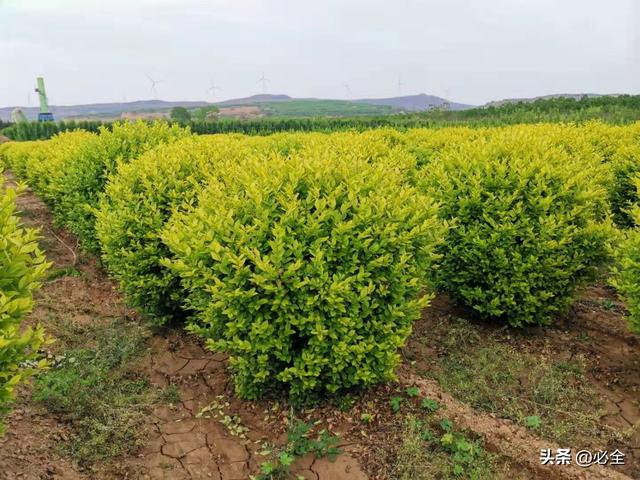 What are the precautions for the maintenance of seedlings in early ...