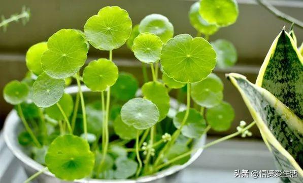 Is the copper coin grass always not good?Teach you a few tricks, the ...