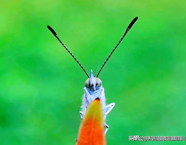 Mobile phone macro shooting insects to do "three fast" - iMedia