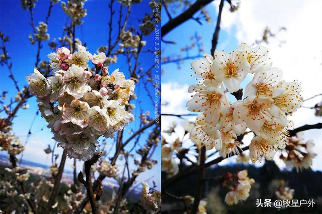 Admire romantic cherry blossoms at Guanmao Mountain in Pujiang - iMedia