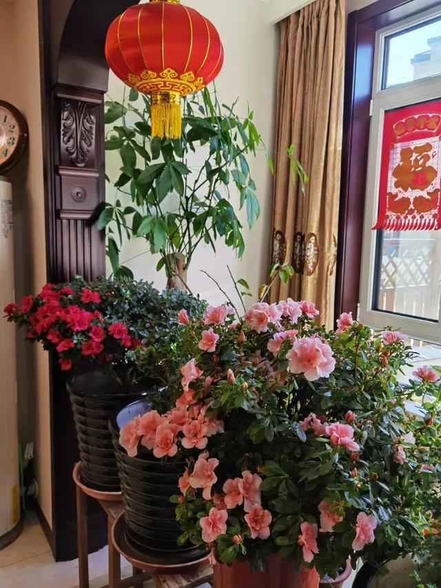 Mr. Peng Liming's "Sweet Potato Ballad" aroused enthusiastic response ...