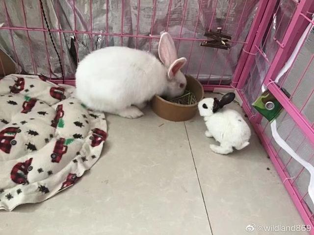 The Death of Cheese: Two Rabbits' Struggle for Survival - iMedia