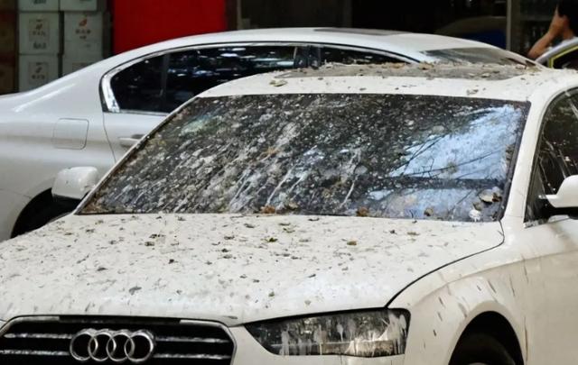 Why do birds like to poop black on white cars and white shit on black ...