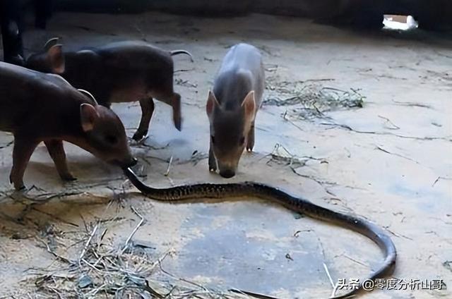 You may not really know enough about pigs!Pigs are not afraid of ...