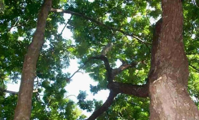 What does a huanghuali tree look like?Where should the quality of ...