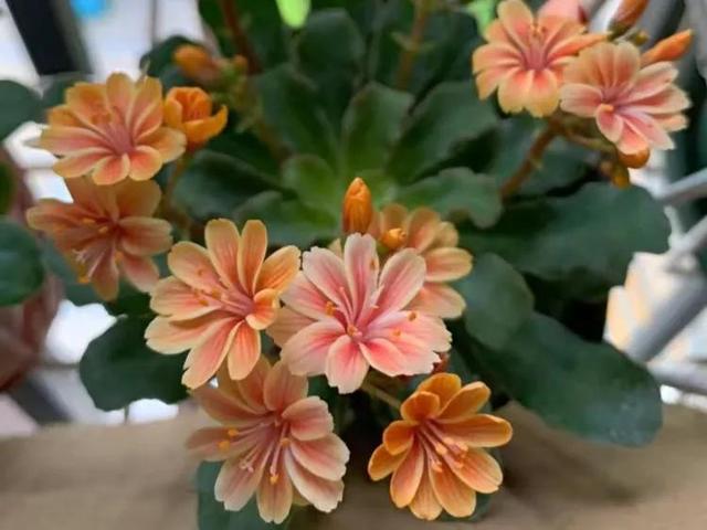 In March, you might as well raise a few pots of Luwei flowers, and do ...