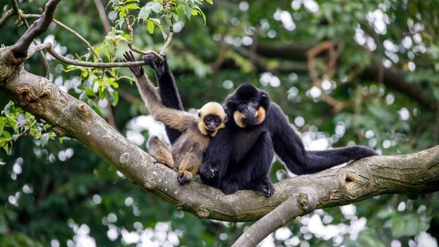 How do male gibbons and female gibbons mate? You will know after ...