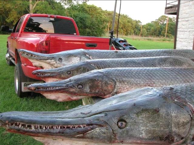 Experts drain the entire lake just to catch a fish, how dangerous are alligator gars? - iMedia