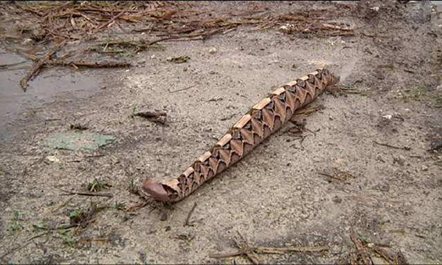 Who is the snake without teeth?Do you know all these wonderful snakes ...