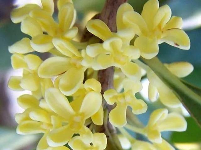 Chinese Osmanthus • Silver Osmanthus - iMedia