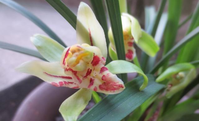 The "Overlord Flower" in the orchid world is rare in shape and full of ...