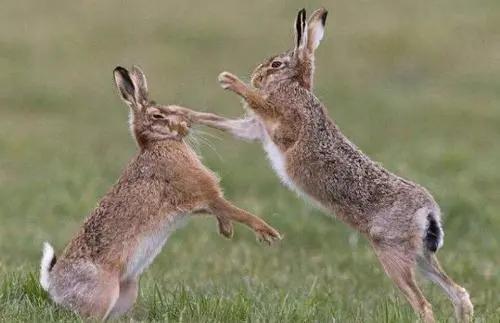 Invasive species - the result of rabbit invasions in Australia - iMedia