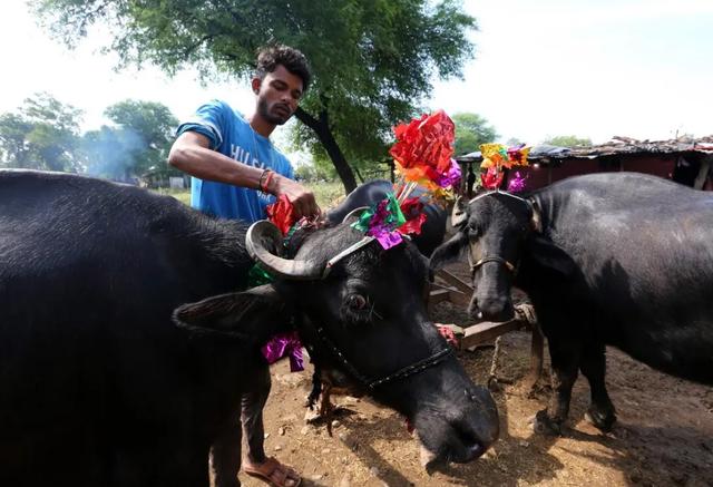 How wonderful is the Indian Diwali Festival with cow dung and fireworks ...