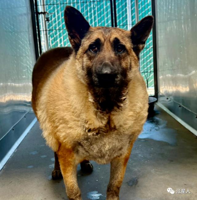 The wandering German shepherd is 58 kg fat, passers-by laughingly claim ...