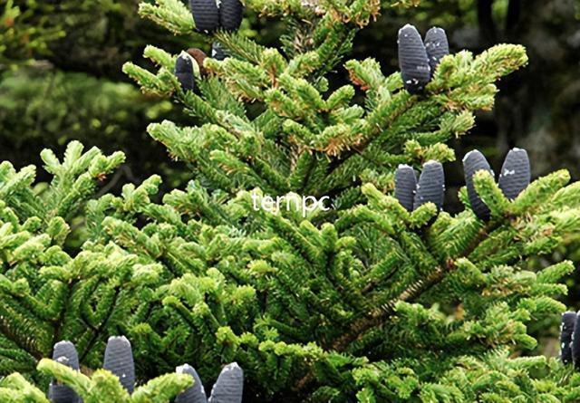 The Endangered Plant Fir Taiwan——Plant Non-test Tube Efficient and ...