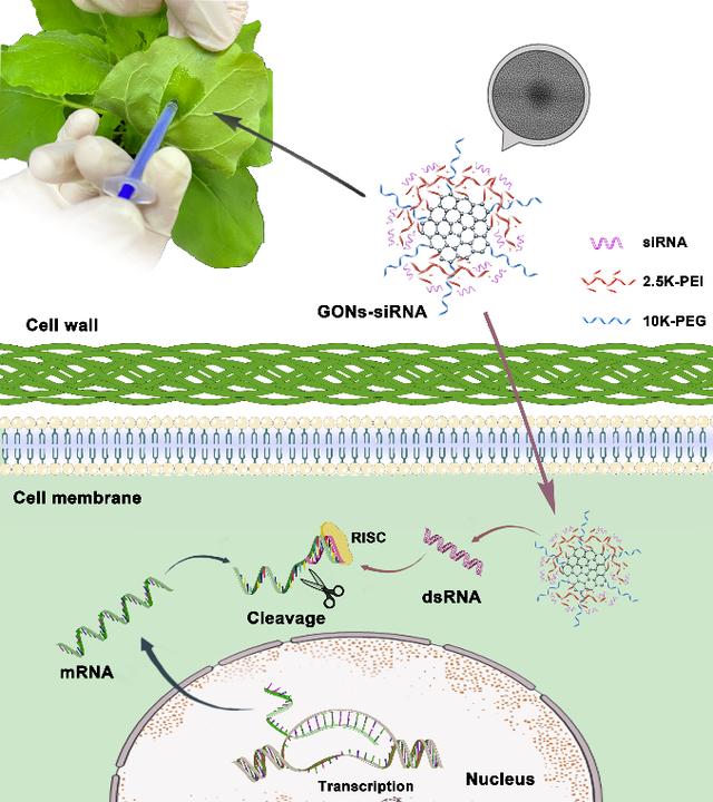 Graphene oxide nanoparticles-mediated siRNA delivery system for plant ...