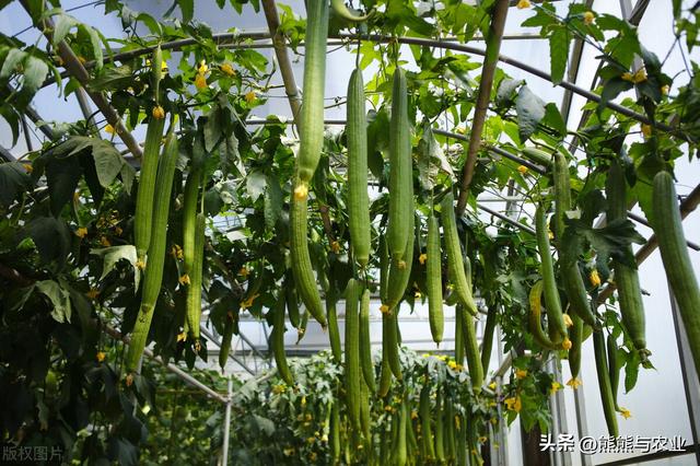 How to grow loofah, how to plant, how to fertilize, how to water - iMedia