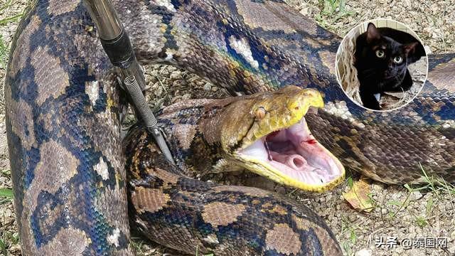 4-meter python in Thailand frightens homeowner - iMedia