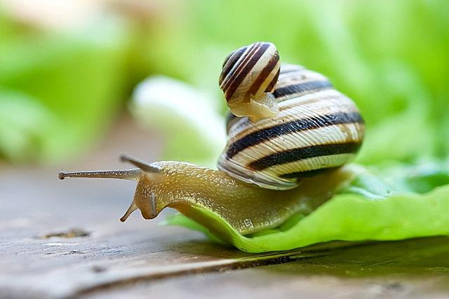 Why do snails have the most teeth? - iMedia