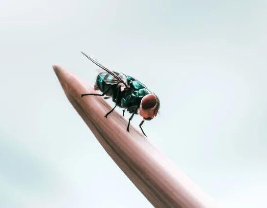 How do flies smell? - iMedia