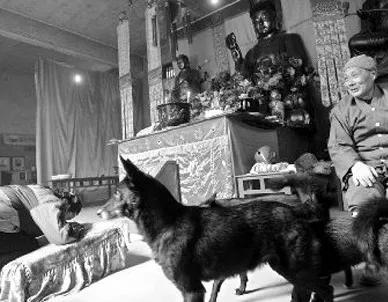 The most Buddhist wolf in Sichuan, grew up in a small temple, likes to ...