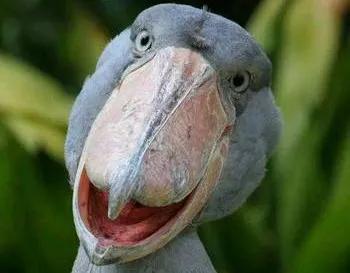 Have you ever seen a bowing bird? - iMedia