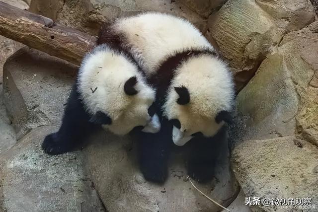 China's native pandas are happy, but the situation of giant pandas in ...