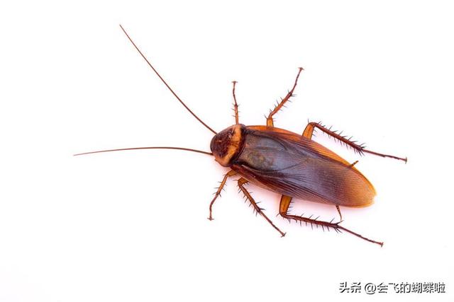 Science: One cockroach can reproduce 10 million cockroaches in one year ...