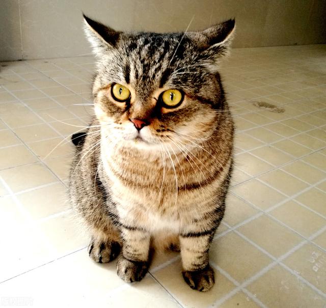 Exploring the unique raccoon cat in China - iMedia