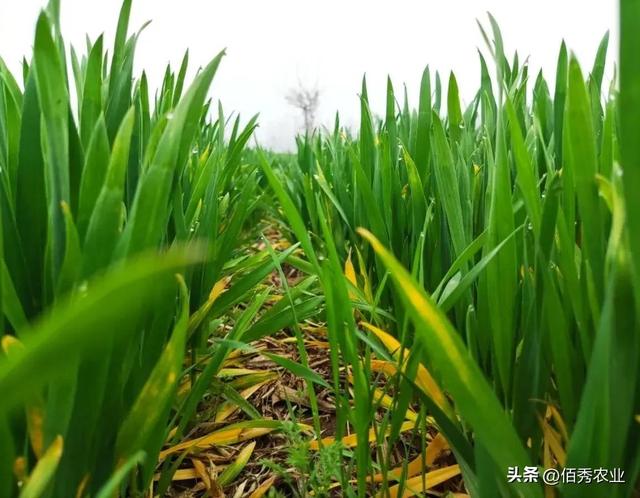 The "232" management rule in the jointing stage of wheat is simple and ...