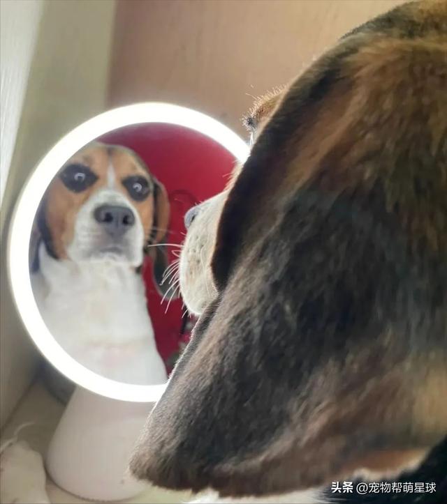 The dog has its own charming eyeliner, sits in front of the mirror ...