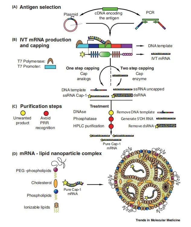 Interpretation of the optimization strategy of mRNA stock solution ...