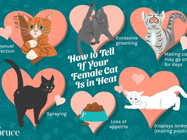 Why do male cats have to grow barbs to scratch females?What is the ...