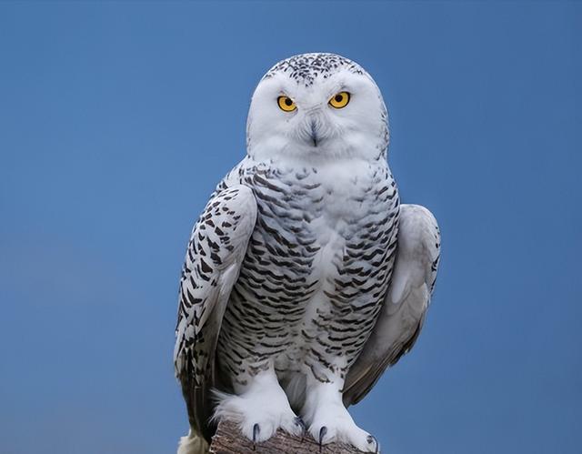 Top 10 Fastest Birds In The World! The first place is faster than a ...