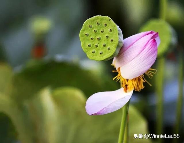 The best time to pick lotus pods in summer - Holiday Island Farmhouse ...