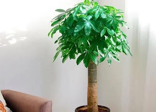 The real top ten lucky trees (the most prosperous feng shui trees in ...