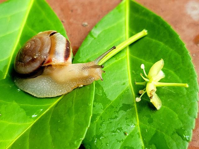 strong snail - iMedia