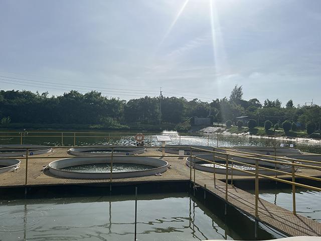 How about raising adult fish in paddy fields?Points for attention in ...