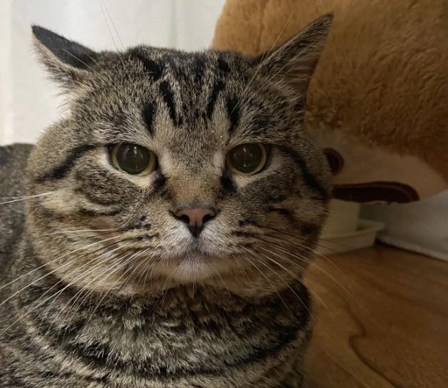 How severe are the consequences of a cat's stress response? - iMedia