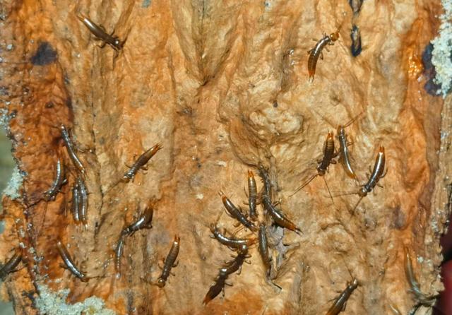 Do earwigs bite? - iMedia