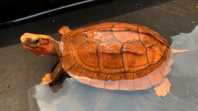 The difference between tortoise, king bastard, soft-shelled turtle and ...